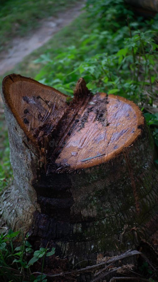 Fallen Coconut Tree Close Up Stock Photo - Image of branch, autumn ...