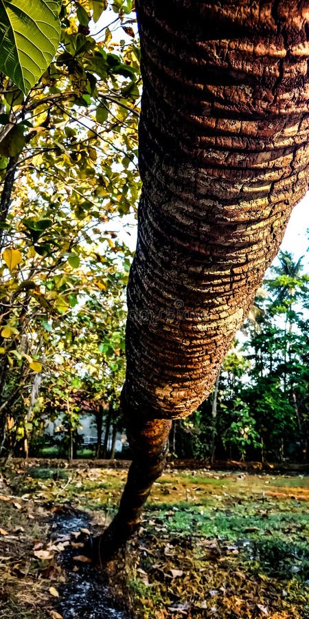 Fallen coconut trees stock image. Image of coast, lagoon - 151380351