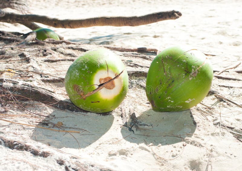 Fallen coconuts stock image. Image of coast, sunshine - 23337725
