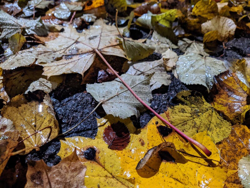Fallen and Colorful Autumn Leaves in the Park at Night. Stock Image ...