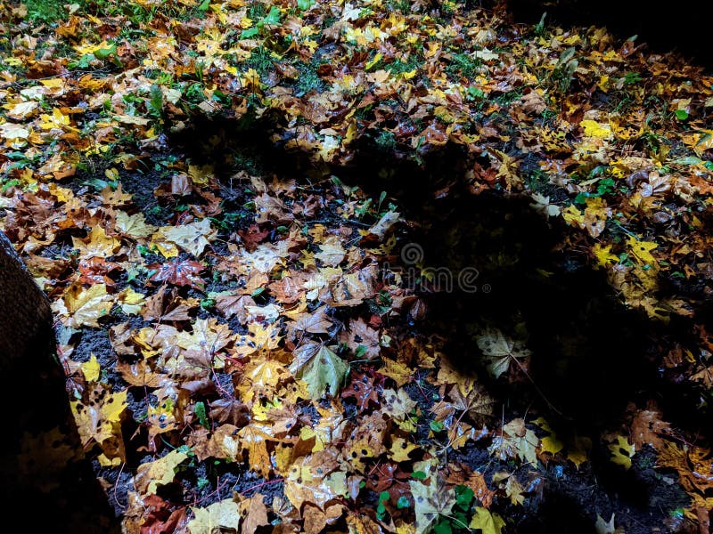 Fallen and Colorful Autumn Leaves in the Park at Night. Stock Photo ...