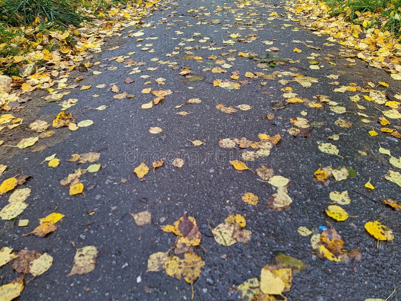 Fallen and Colorful Autumn Leaves on the Sidewalk in the Park after the ...