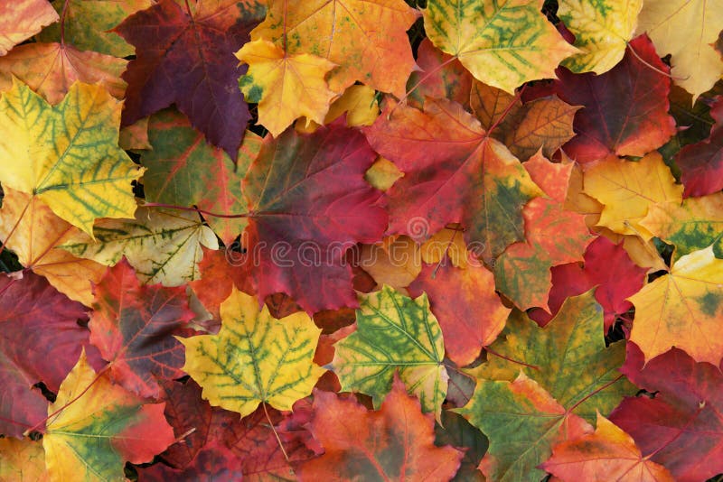 Fallen Colorful Leaves Background Texture Stock Photo - Image of ...