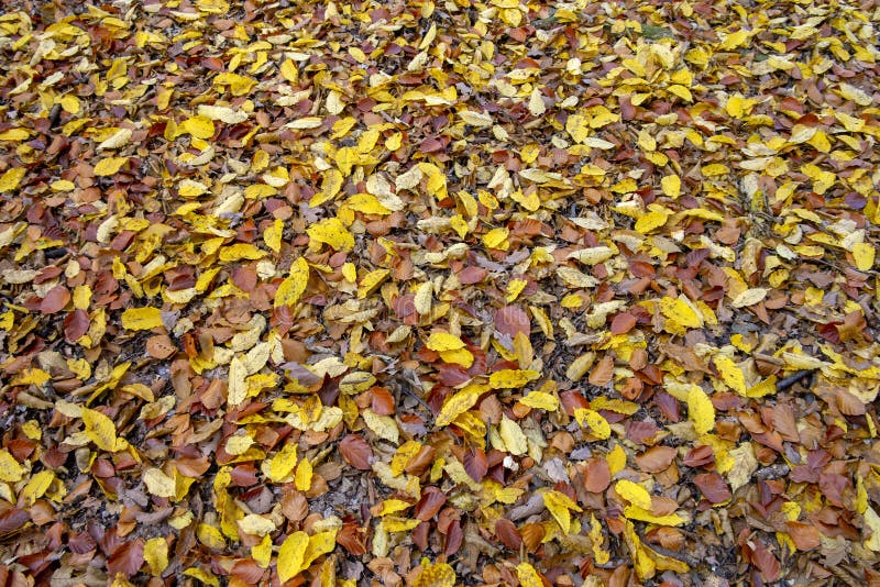 Fallen Colorful Leaves on the Ground, Background from Fallen Leaves ...