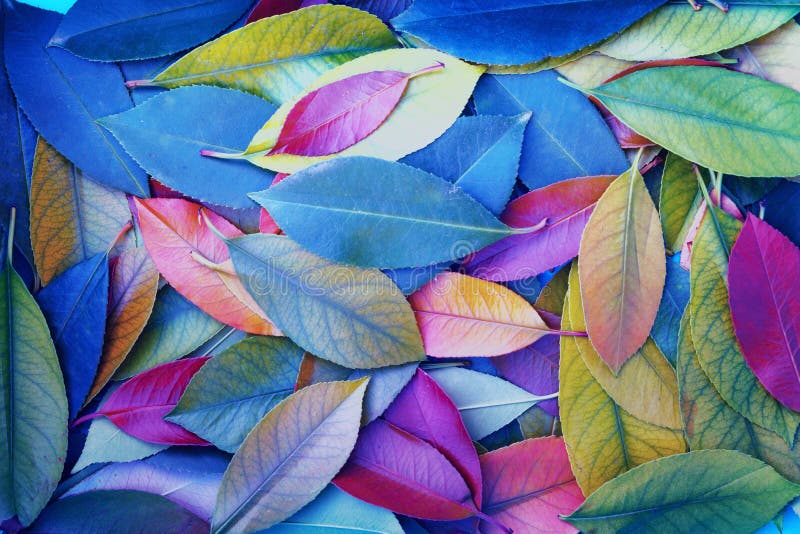 Fallen Colorful Leaves Nature Background Stock Image - Image of forest ...