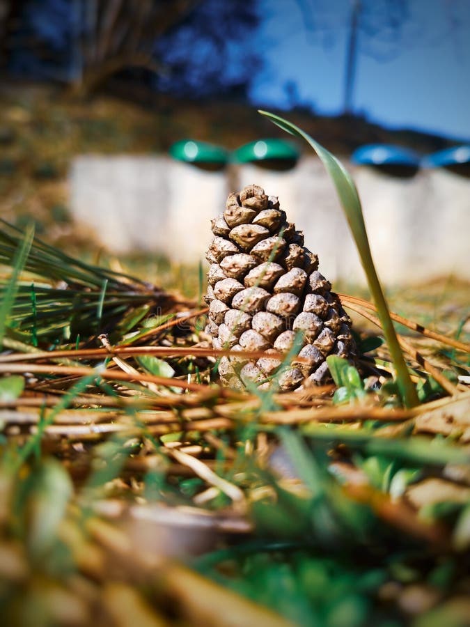 Fallen Cone on Grass and Trees Behind Photographed in Bulgaria Stock ...