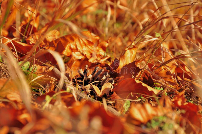 Fallen Cone with Rusty Leaves on Grass Stock Image - Image of blade ...