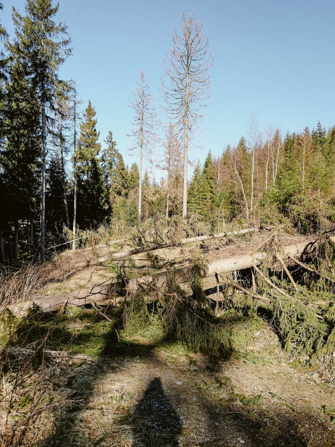 Fallen Conifer Trees in the Harz Mountains, Germany Stock Photo - Image ...