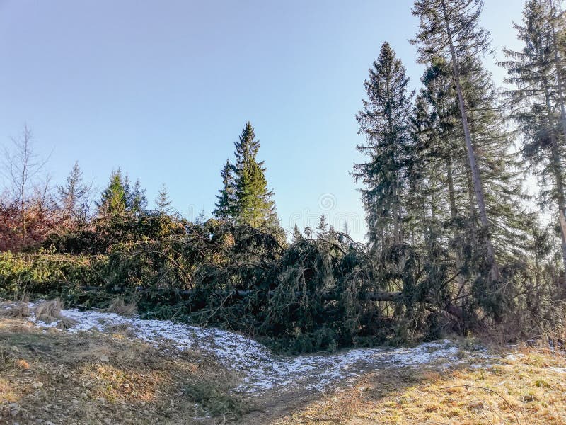 Fallen Conifer Trees in the Harz Mountains, Germany Stock Image - Image ...
