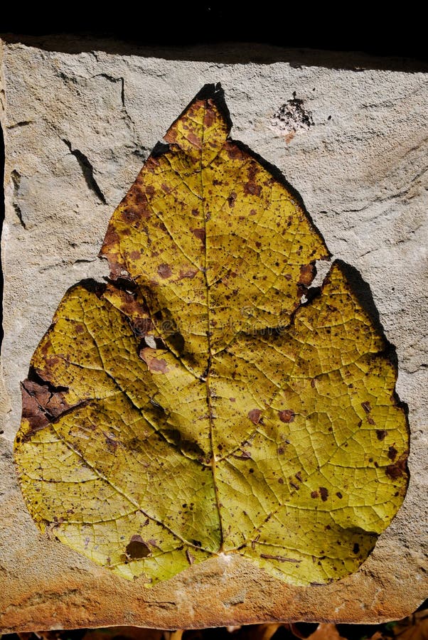 2,818 Cottonwood Leaf Tattoo Stock Photos - Free & Royalty-Free Stock ...