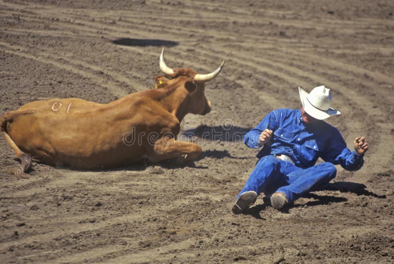 Cowboy in Rodeo editorial photo. Image of 2013, buck - 46703236