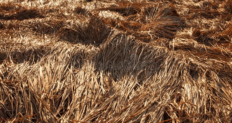 Fallen crops on the field stock photo. Image of beauty - 67843146