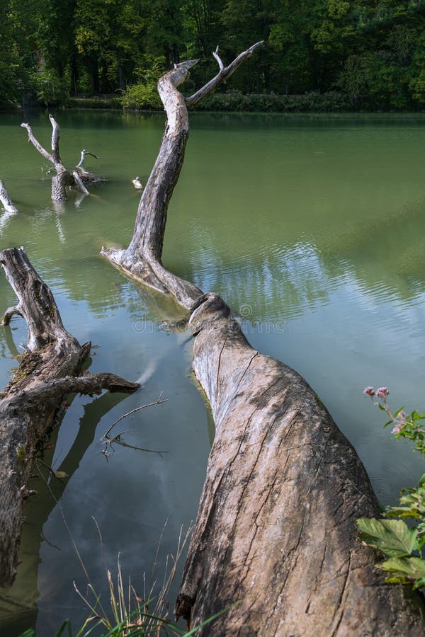 Fallen Dead Ashes at Lake Hinterbruehl Stock Image - Image of europe ...
