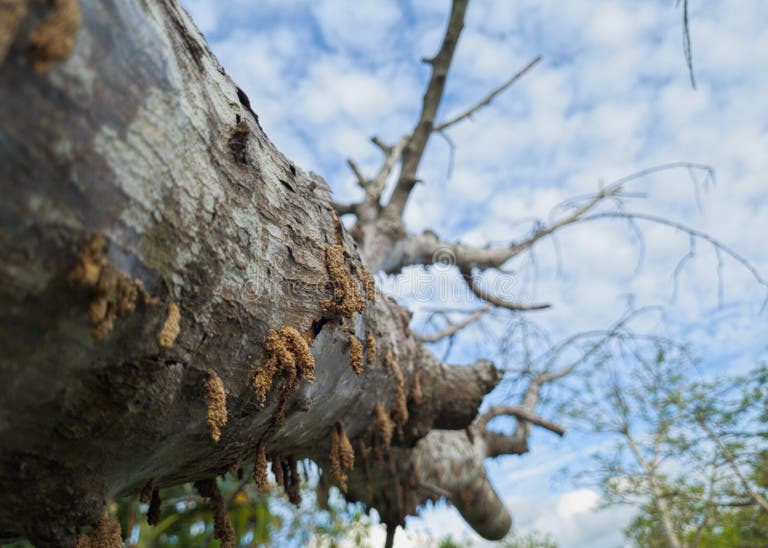Fallen dead jackfruit tree stock photo. Image of dead - 264079954