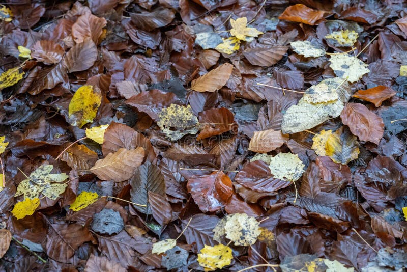 Fallen Dead Leaves on the Ground of the Forest Stock Image - Image of ...