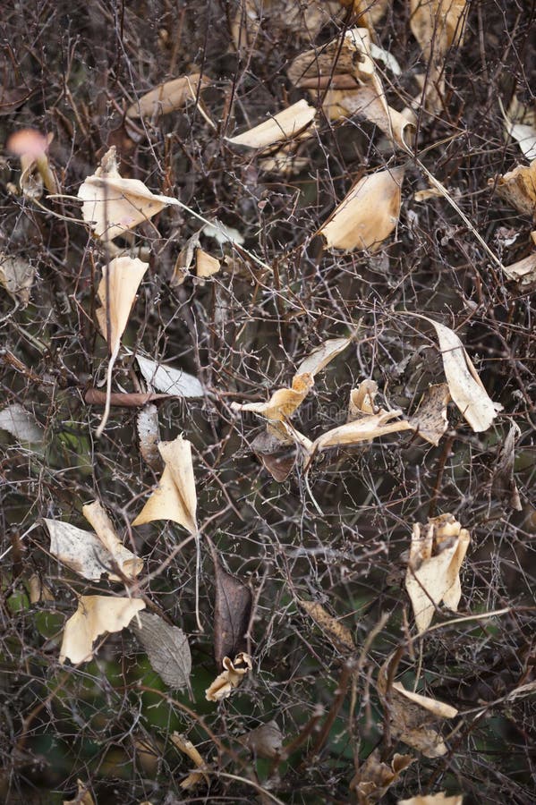 Fallen dead leaves stock image. Image of background, autumn - 71704165