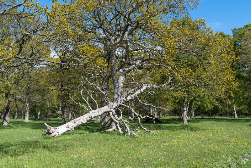 Fallen Dead Tree in a Beautiful Bright Forest Stock Image - Image of ...