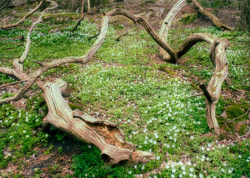 Fallen Dead Tree Creating Beautiful Shapes with Surrounding White Wild ...