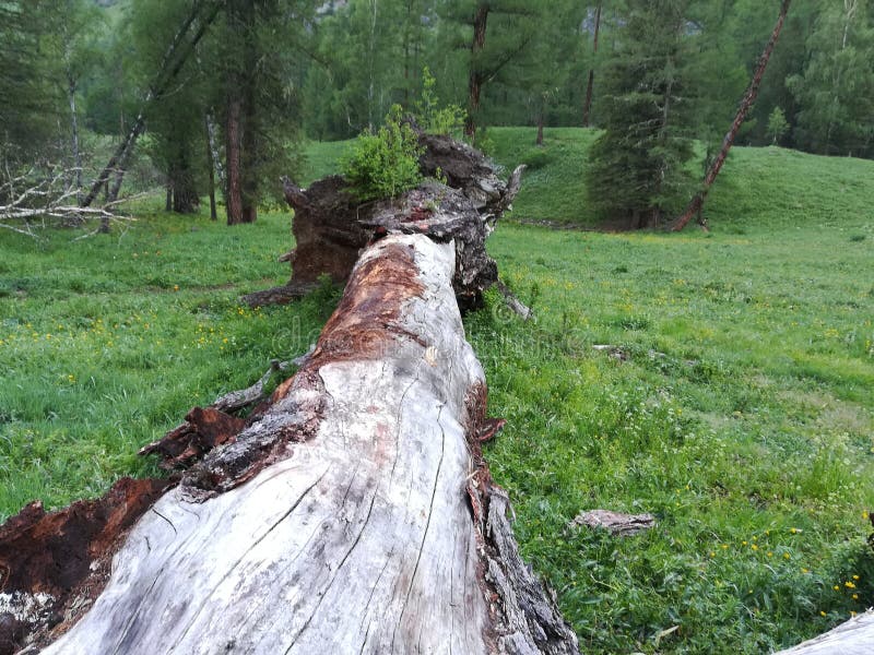 Fallen dead tree stock photo. Image of tree, fallen - 167386978