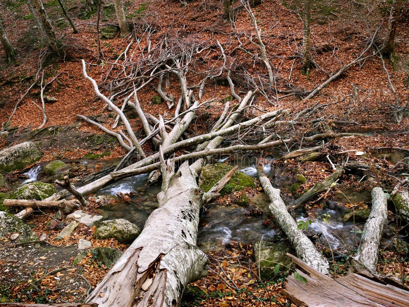 Fallen Dead Tree in the Forest Stock Photo - Image of tree, rotten ...
