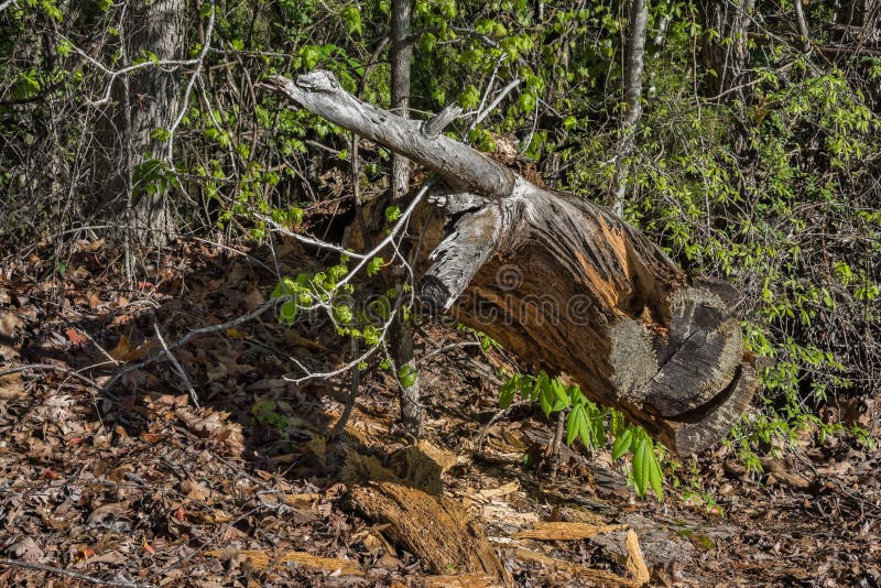 Decomposing Log In The Forest Stock Image - Image of decay, deteriorate ...