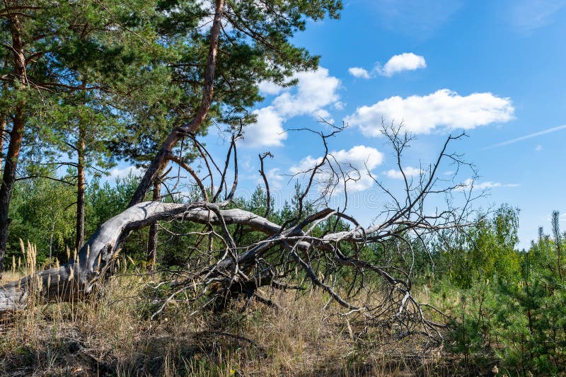 Fallen dead tree stock image. Image of dead, scene, natural - 171187093