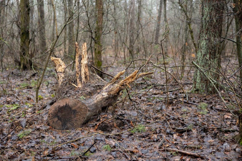 Fallen Dead Tree in the Middle of Grass Yard. Stock Image - Image of ...