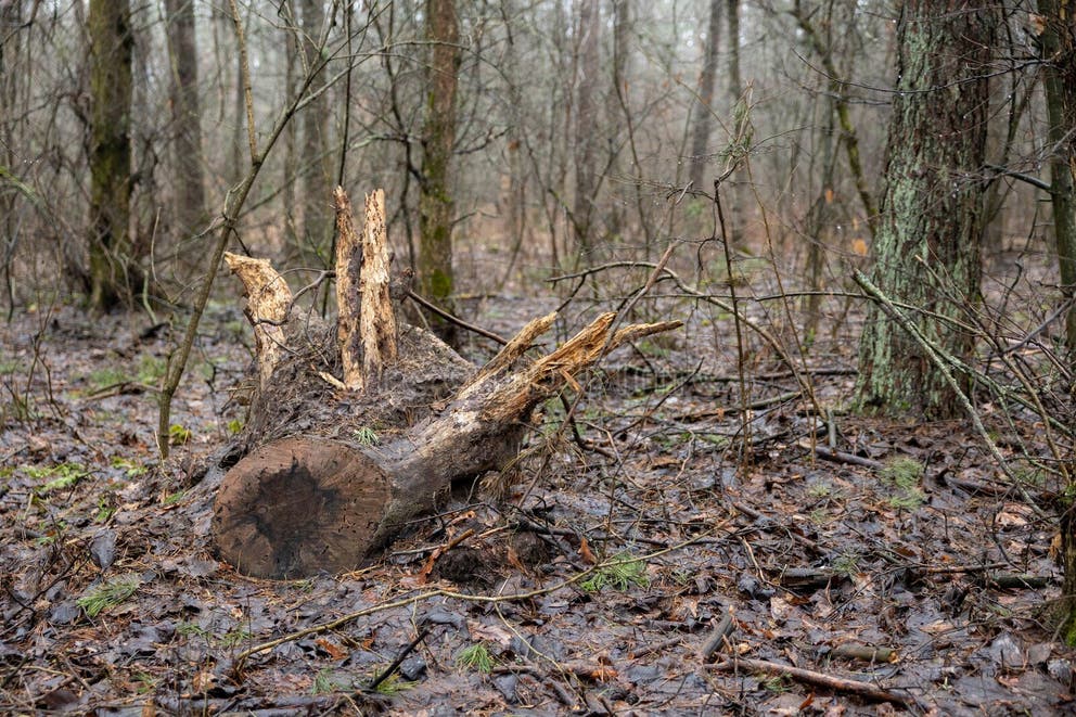 Fallen Dead Tree in the Middle of Grass Yard. Stock Image - Image of ...