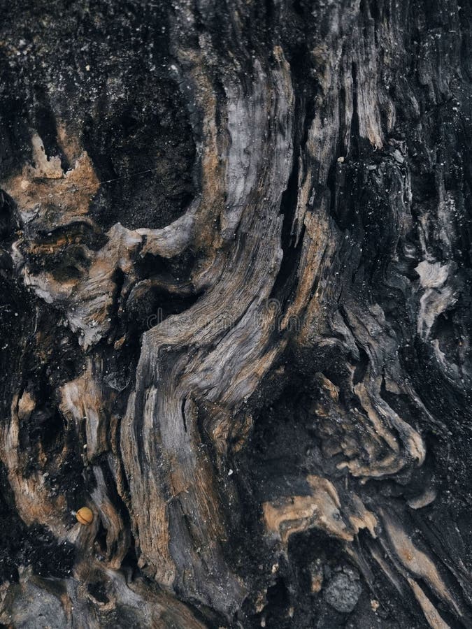 Fallen and Dead Tree Roots Leave Great Works of Art Stock Photo - Image ...