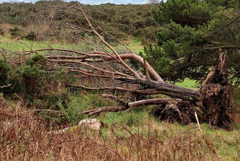 Fallen Dead Tree with Roots and Soil Stock Photo - Image of soil, roots ...