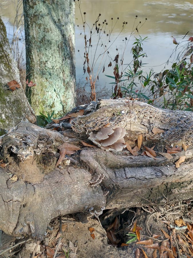 Fallen Dead Tree with Shelf Fungus Stock Image - Image of leaf, tree ...