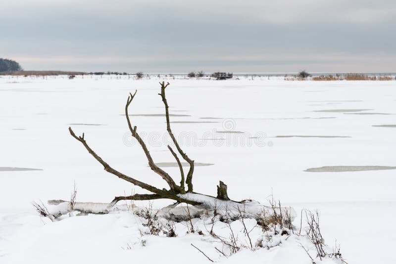 Fallen Dead Tree in a Snowy Landscape Stock Photo - Image of snow, dead ...
