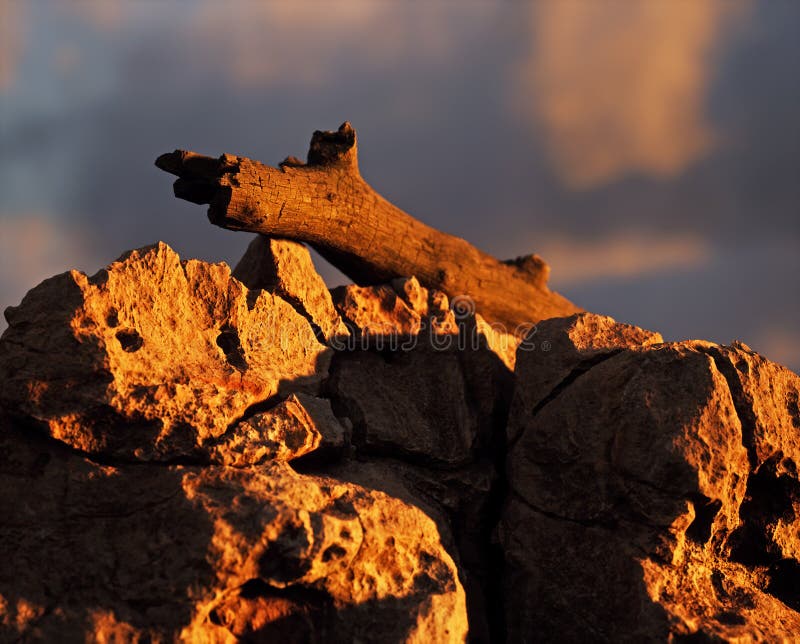 Fallen Dead Tree Trunk on Sandstone Rock Formation. Stock Image - Image ...