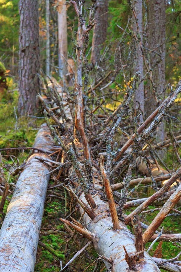 7,503 Dead Wood Fallen Tree Stock Photos - Free & Royalty-Free Stock ...