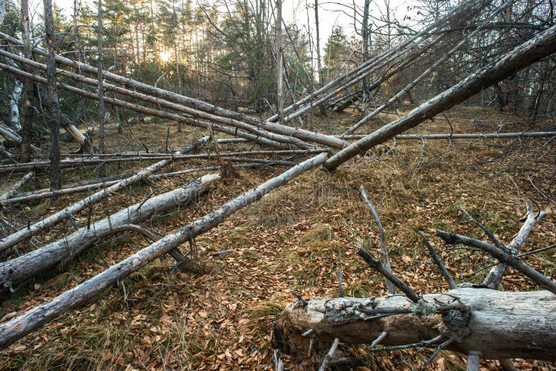 Fallen Old Dry Dead Tree Log. Nature Age Stock Image - Image of fallen ...