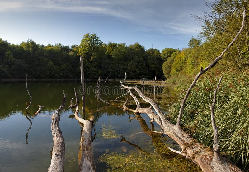 Fallen Dead Trees on the Shore of the Pond Stock Image - Image of river ...