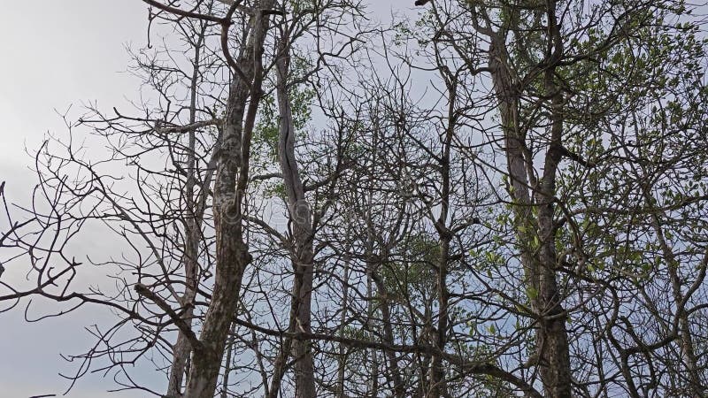 Fallen and Decaying Mangrove Woods by the Beach Stock Footage - Video ...