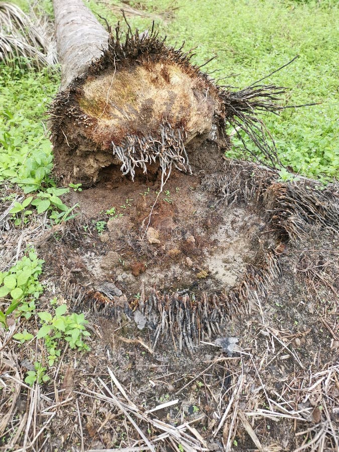 The Fallen Decompose Tree Trunk on the Ground Stock Image - Image of ...