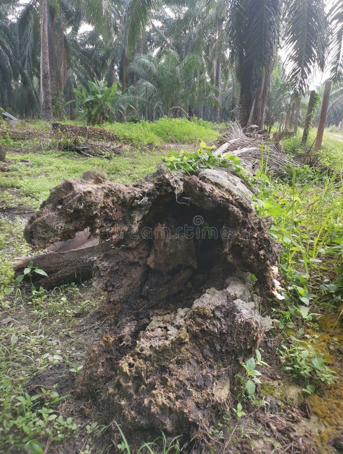 The Fallen Decompose Tree Trunk on the Ground Stock Photo - Image of ...