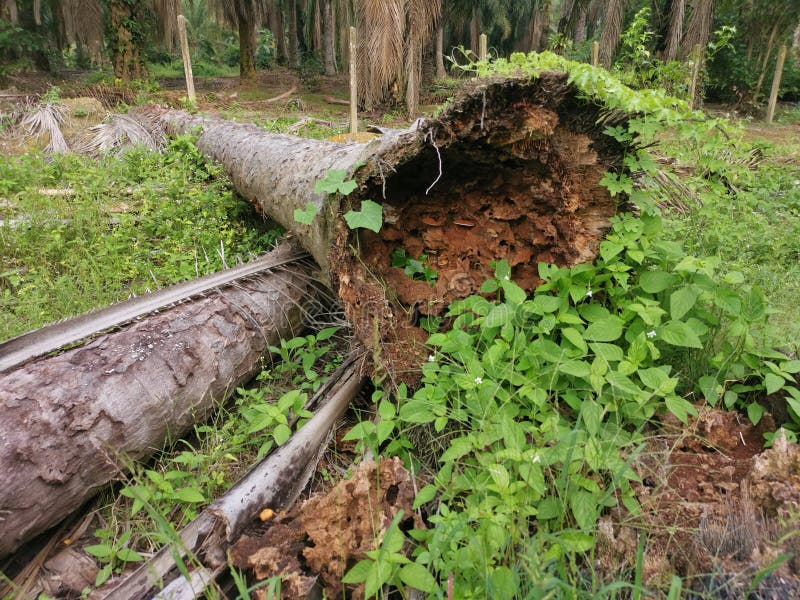 The Fallen Decompose Tree Trunk on the Ground Stock Image - Image of ...