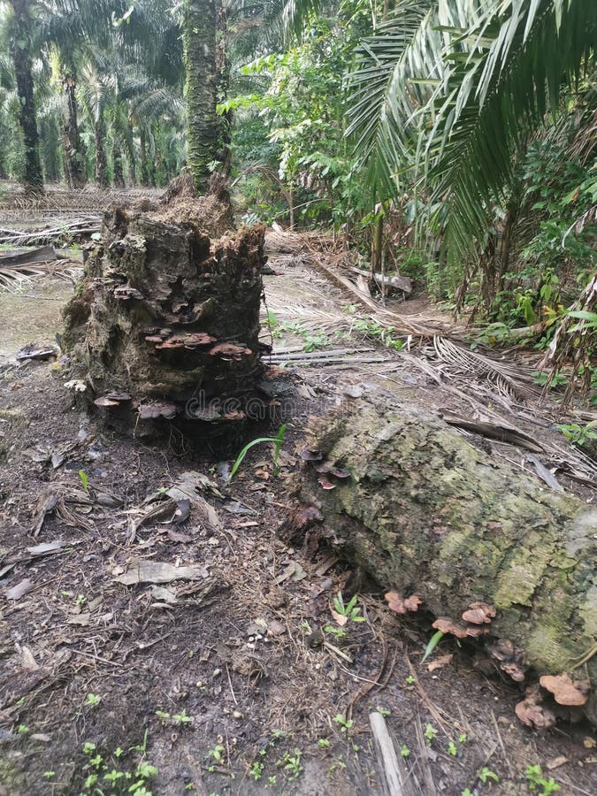 The Fallen Decompose Tree Trunk on the Ground Stock Photo - Image of ...
