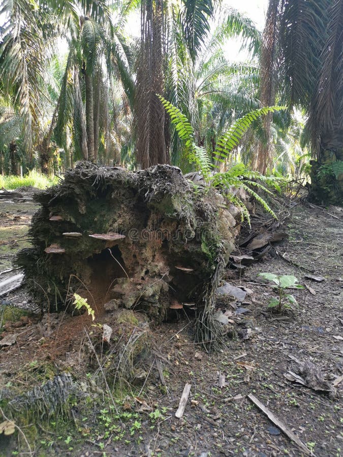 The Fallen Decompose Tree Trunk on the Ground Stock Image - Image of ...