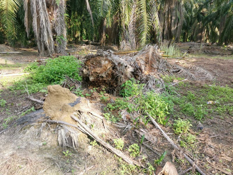 The Fallen Decompose Tree Trunk on the Ground Stock Photo - Image of ...