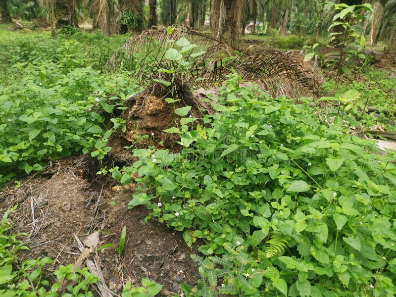 The Fallen Decompose Tree Trunk on the Ground Stock Image - Image of ...