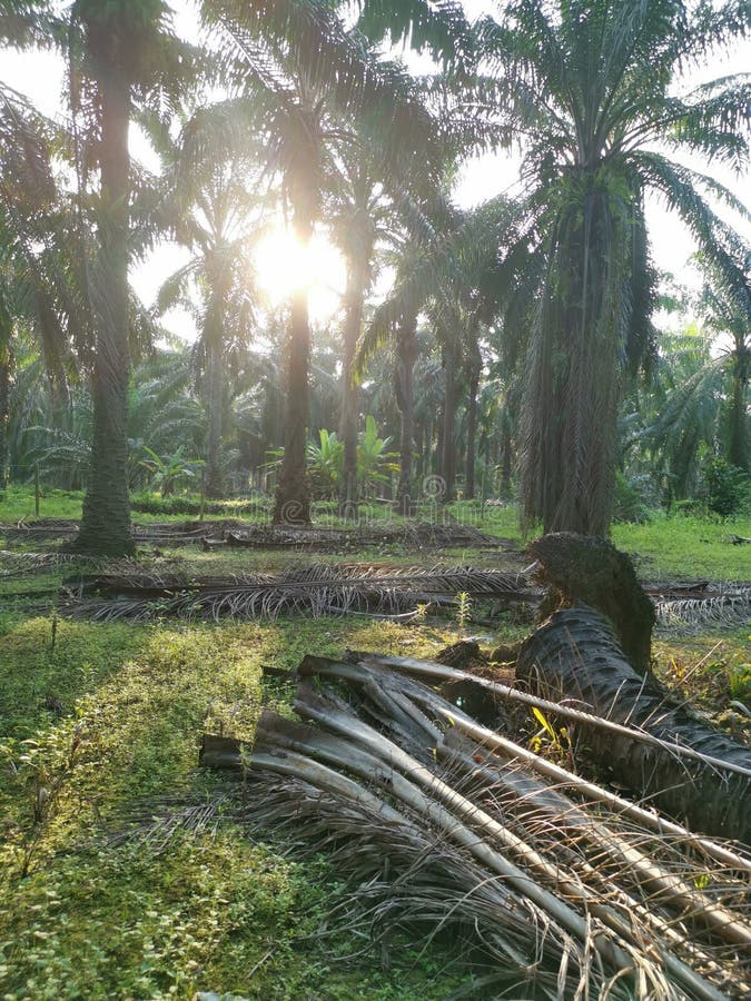 The Fallen Decompose Tree Trunk on the Ground Stock Photo - Image of ...