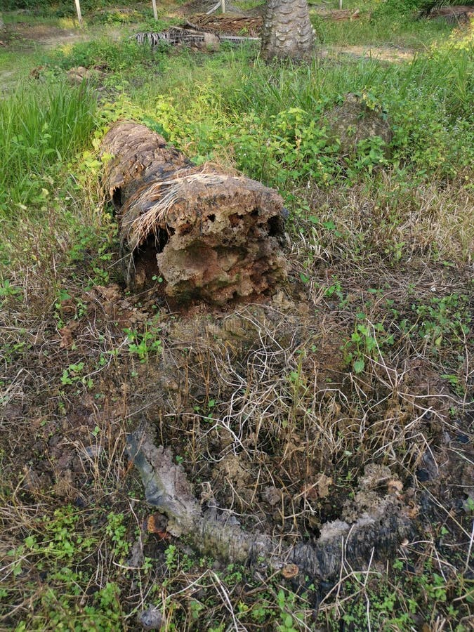 The Fallen Decompose Tree Trunk on the Ground Stock Image - Image of ...