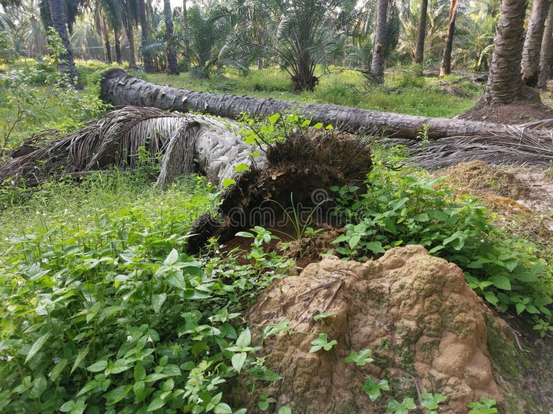 The Fallen Decompose Tree Trunk on the Ground Stock Image - Image of ...