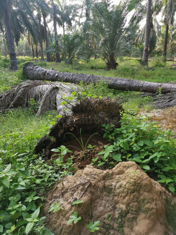 The Fallen Decompose Tree Trunk on the Ground Stock Photo - Image of ...