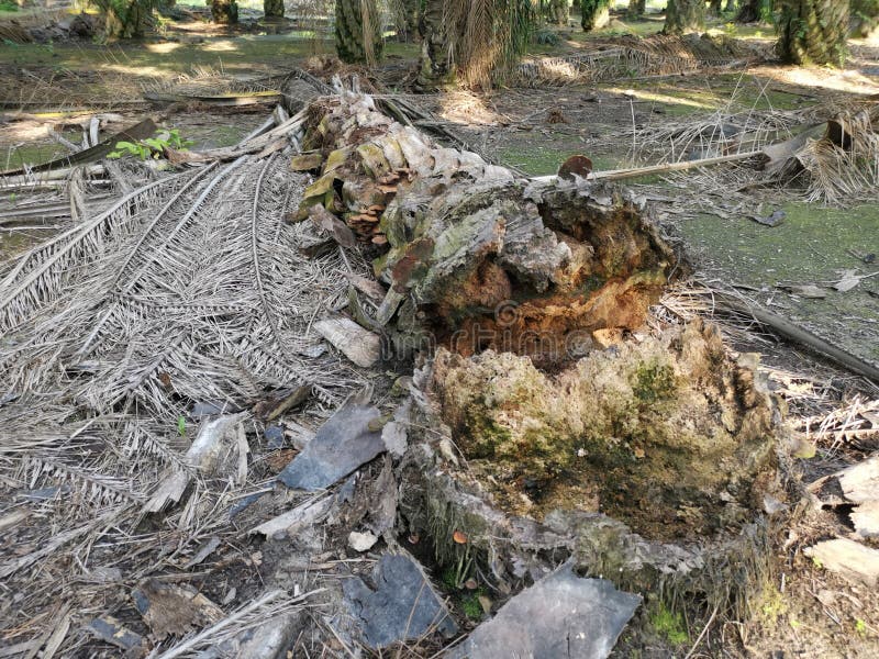 The Fallen Decompose Tree Trunk on the Ground Stock Photo - Image of ...