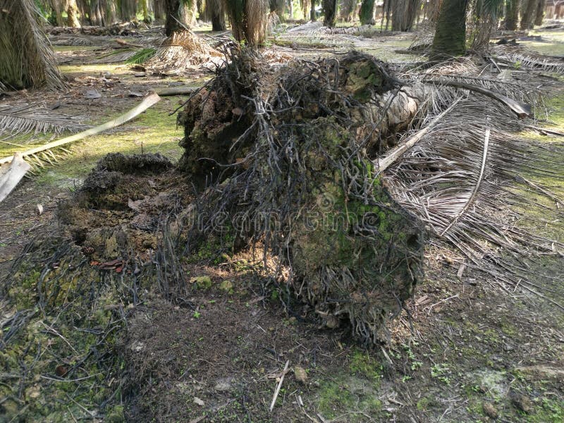 The Fallen Decompose Tree Trunk on the Ground Stock Photo - Image of ...